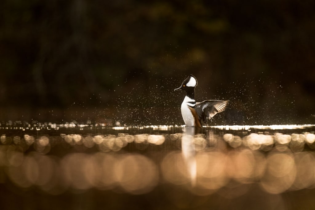 Photographer Builds His Own Floating “Bird Hide” To Go Incognito in the ...