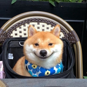 Meet Uni, the Lovable Shiba Inu Who Always Has a Smile on His Face | My ...