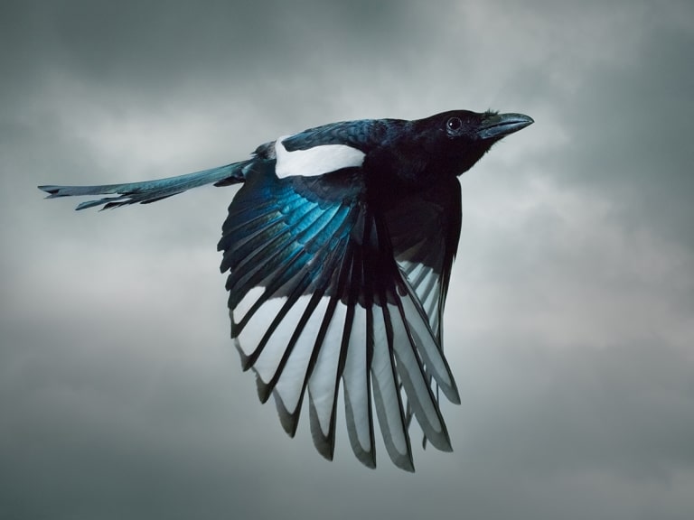 Photographer Mark Harvey Captures British Birds For "In Flight" Images