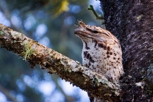 Adorable Frogmouth Birds Charm with Their Distinct Expression