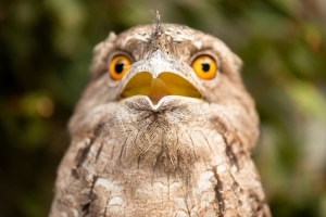 Adorable Frogmouth Birds Charm with Their Distinct Expression