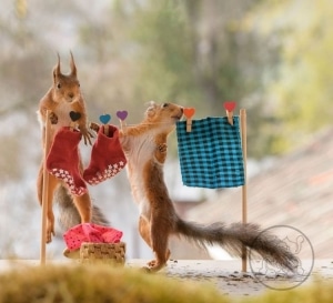 Photographer Captures the Playful Personalities of Curious Red Squirrels