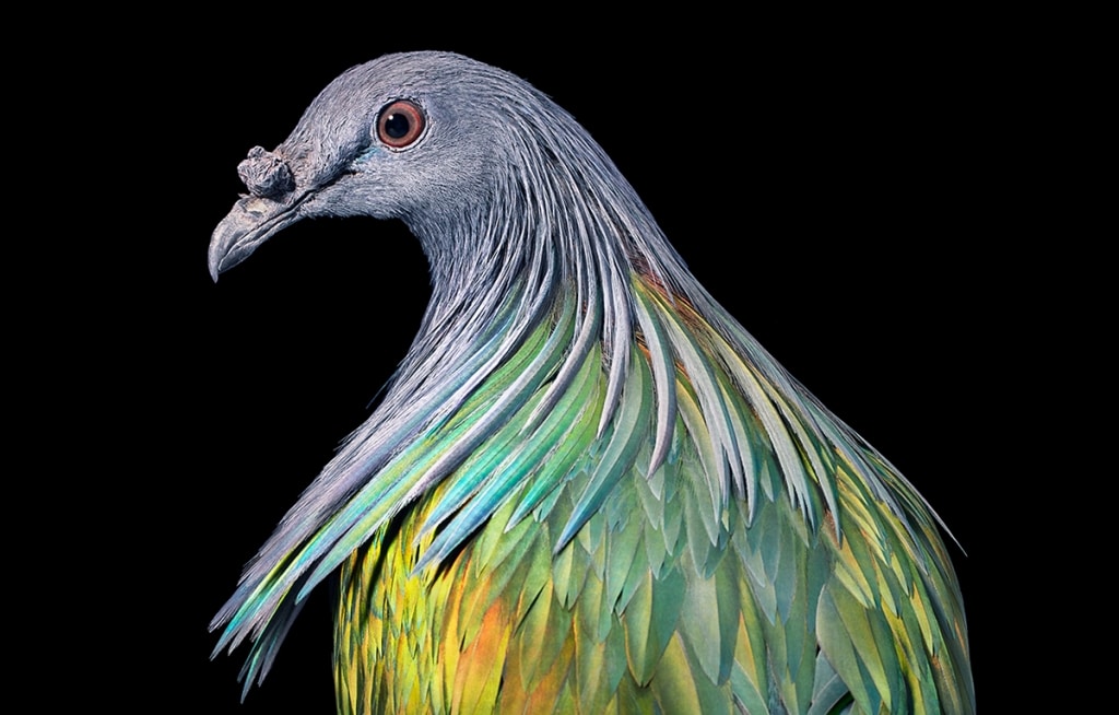 Photographer Tim Flach Captures Emotive Portraits of Fascinating Birds