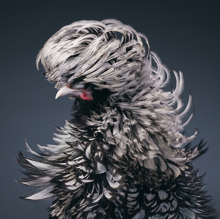 Photographer Tim Flach Captures Emotive Portraits of Fascinating Birds