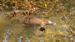 Platypuses Glow a Fluorescent Green Under Ultraviolet Light