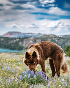 Este husky siberiano marrón es uno de los más hermosos de Instagram