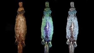 Platypuses Glow a Fluorescent Green Under Ultraviolet Light