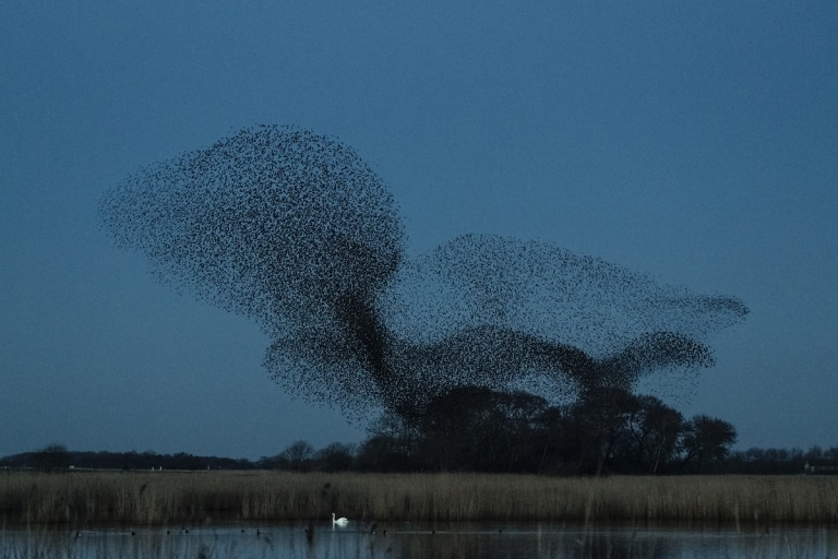 Photographer Captures Beauty of Starling Murmurations Across Europe