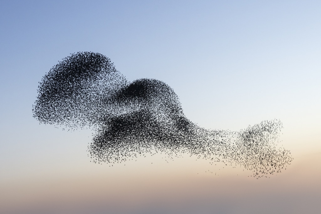 Photographer Captures Beauty of Starling Murmurations Across Europe