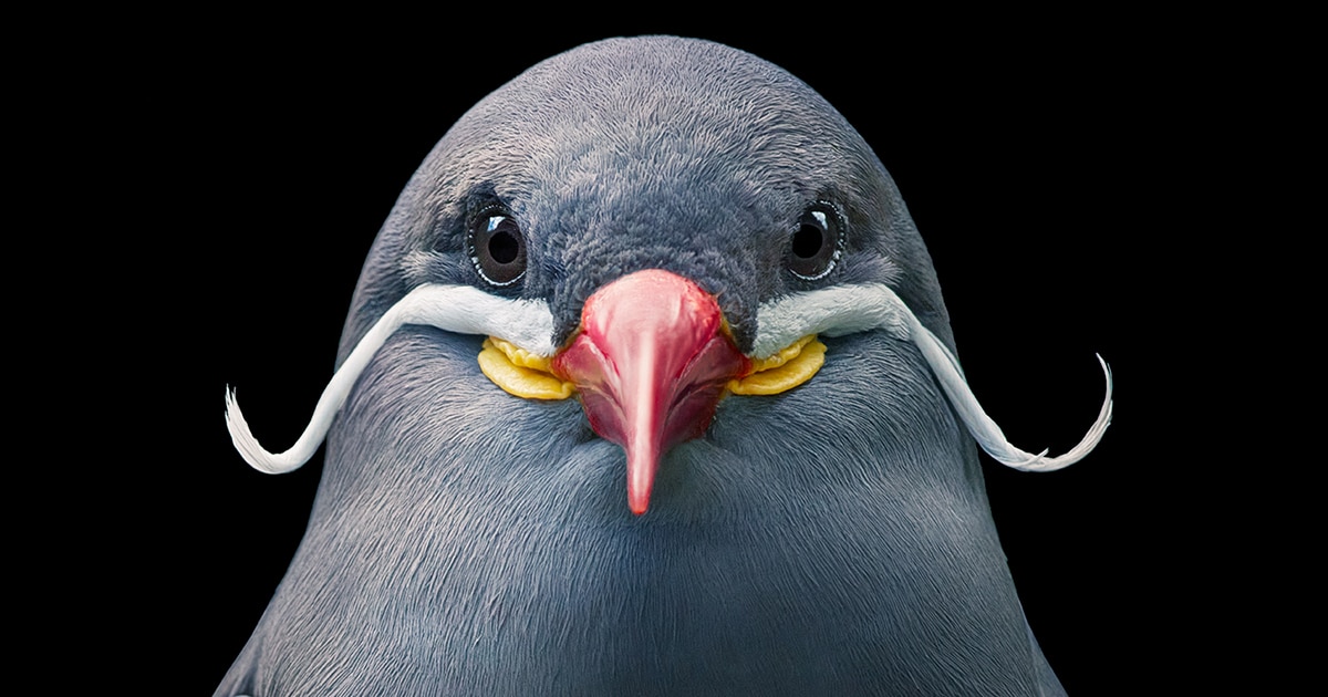 Photographer Tim Flach Captures Emotive Portraits of Fascinating Birds