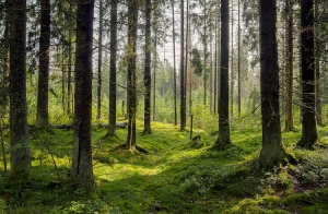 Listen To the Relaxing Sounds of Forests Around the World