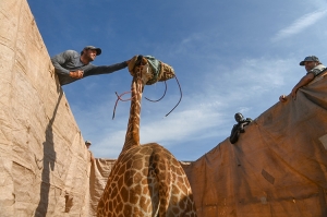 Giraffes Left Stranded by Flooding in Kenya Are Dramatically Rescued by ...