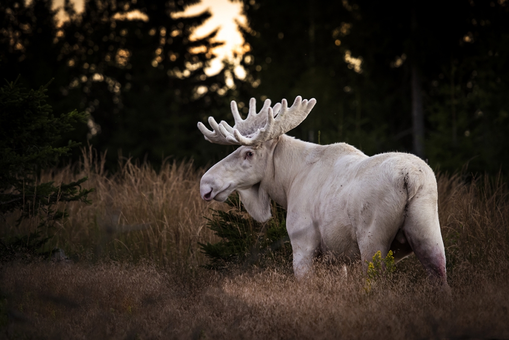 Photographer Captures a White Moose in the Swedish Woods [Interview]