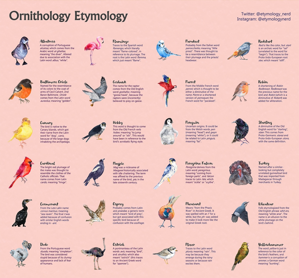 Intricate Etymology Infographics on the Origins of Common Words