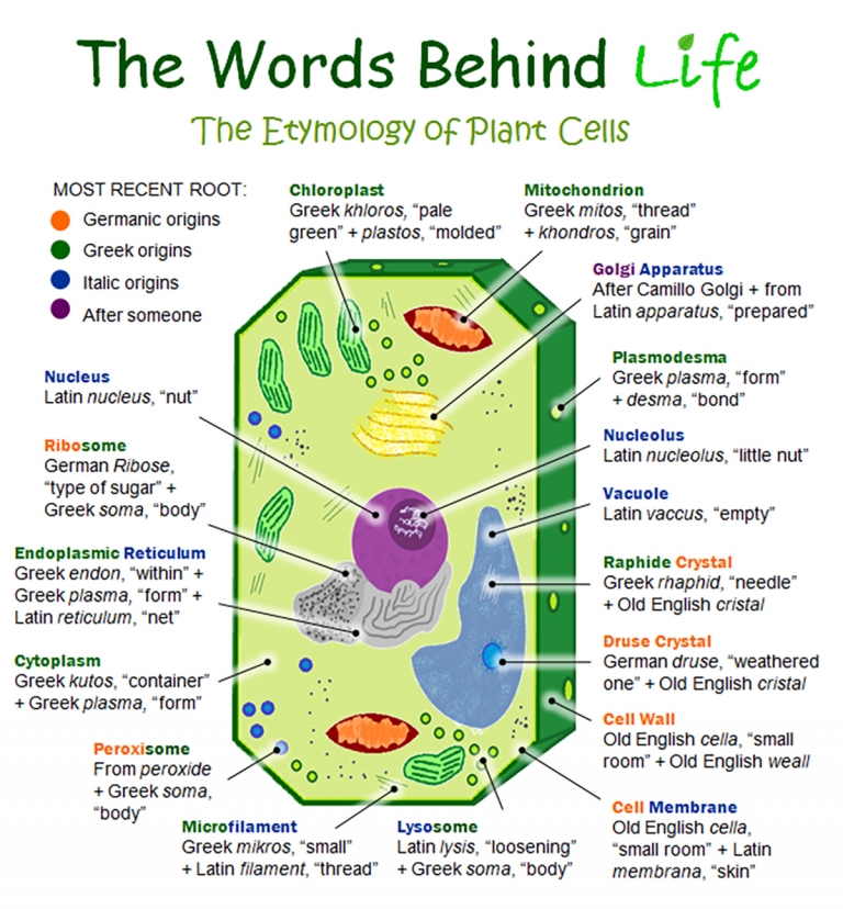 Intricate Etymology Infographics on the Origins of Common Words