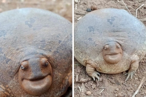 This Amazing Frog Is So Big That It Is Unbelievable