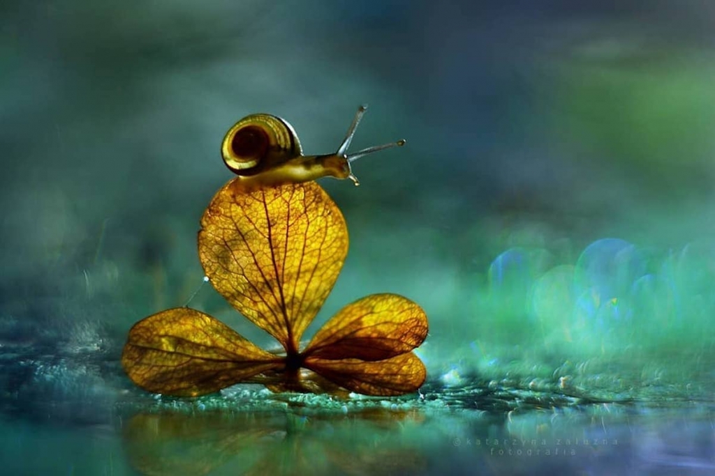 Photographer Captures the Mystical Beauty of Snails Using a Bokeh Effect