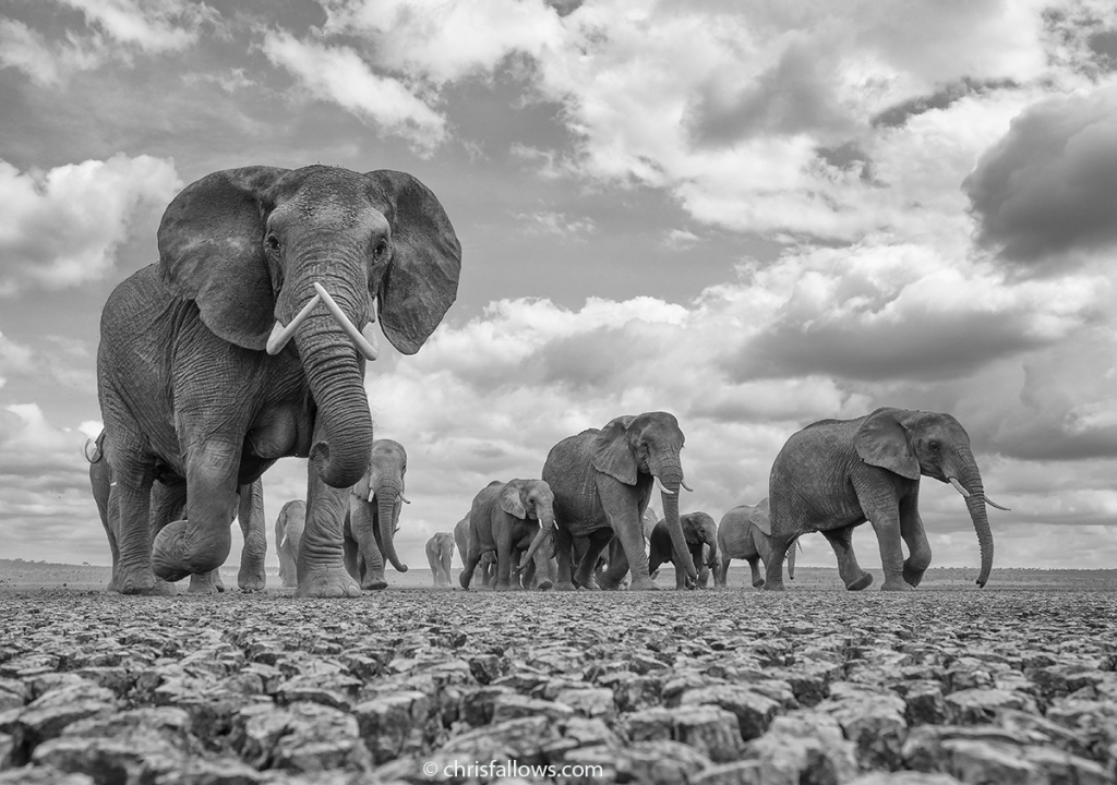 Stunning African Elephant Photography Pays Homage to Majestic Beings