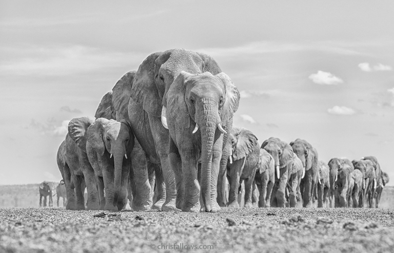 Stunning African Elephant Photography Pays Homage to Majestic Beings