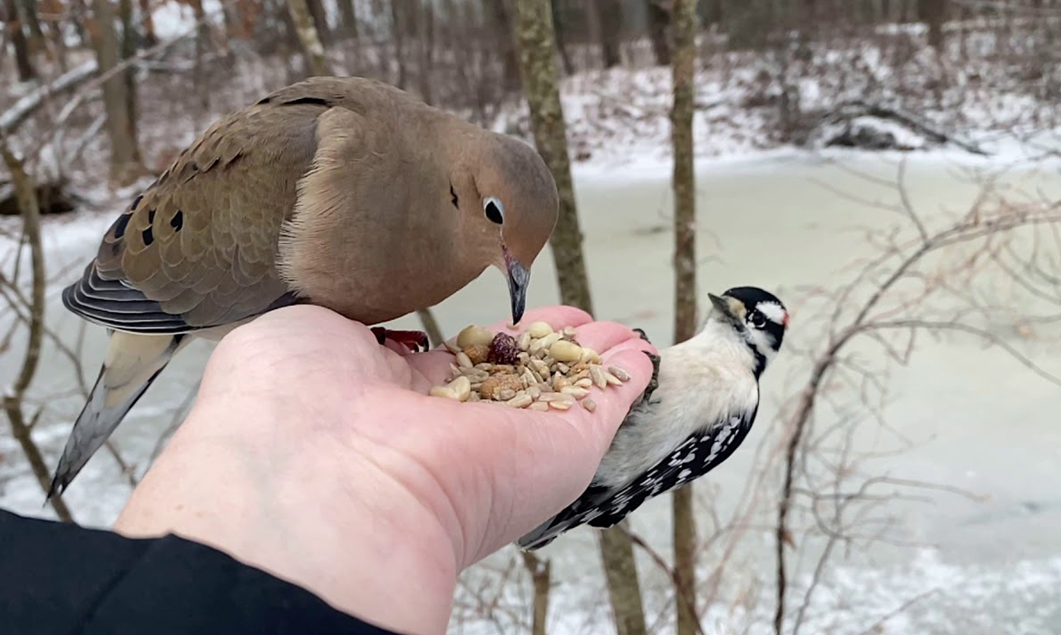 Descubre a las aves vistas desde la creatividad