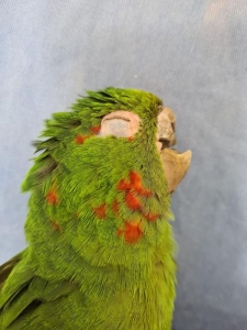 Amazing Parrot Rescue Reconstructs a Bird's Damaged Beak