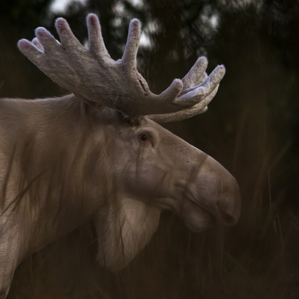 Un inusual alce blanco hace una aparición en los bosques de Suecia