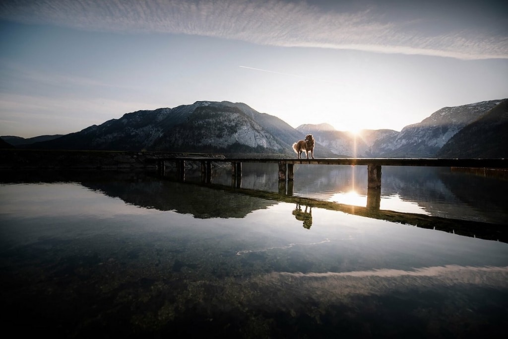 Anne Grier toma increíbles fotos de viajes con sus perros