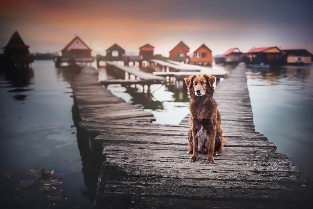 Anne Grier toma increíbles fotos de viajes con sus perros