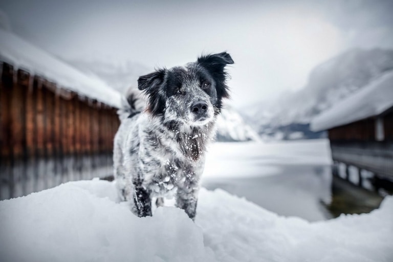 Anne Grier toma increíbles fotos de viajes con sus perros