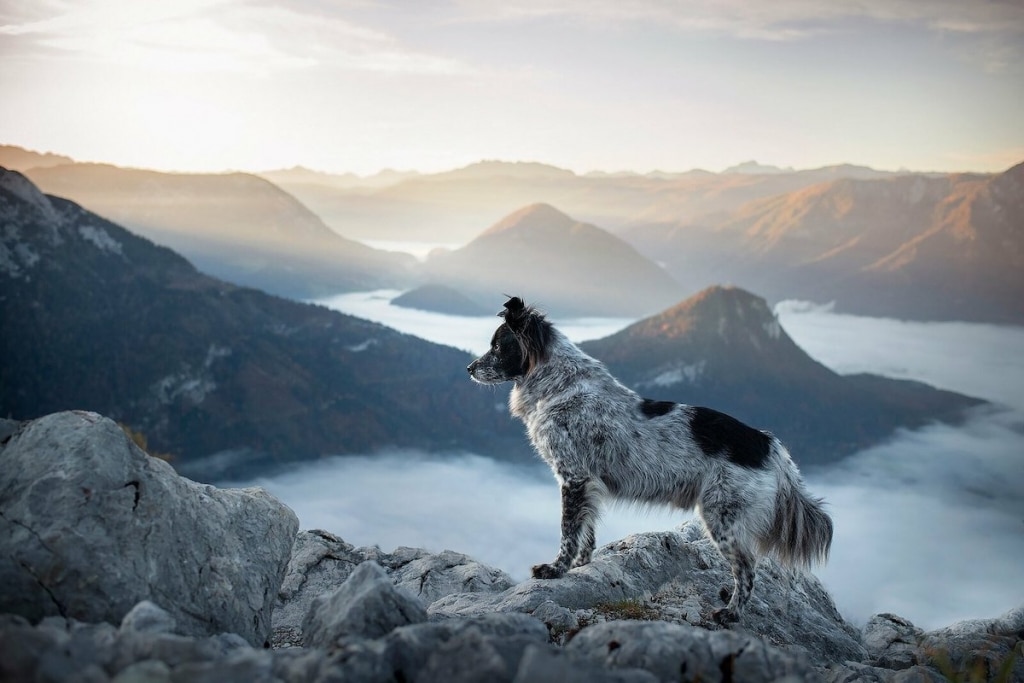 Anne Grier Captures Gorgeous Travel Photography With Dogs