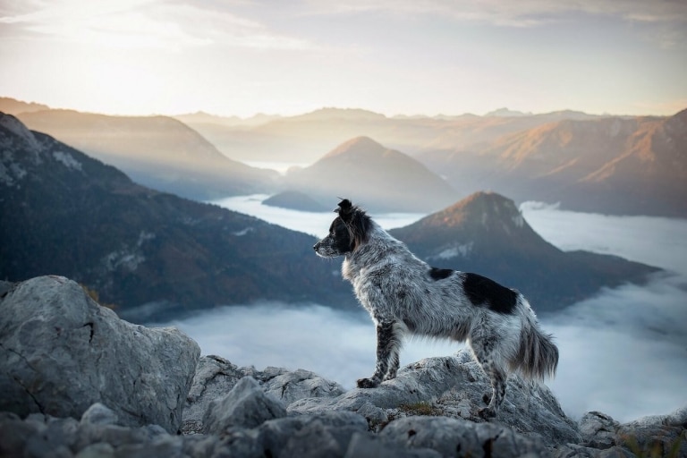 Anne Grier Captures Gorgeous Travel Photography With Dogs