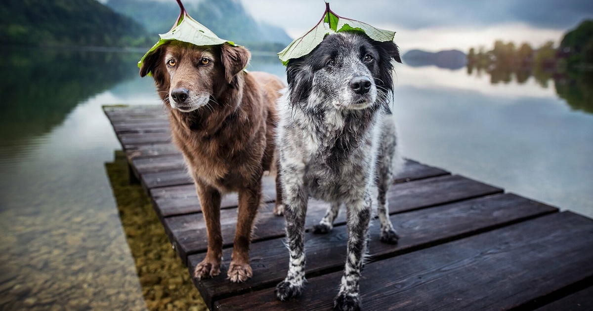 Anne Grier Captures Gorgeous Travel Photography With Dogs