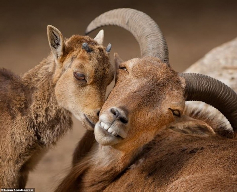 Wildlife Photographer Captures Affectionate Moments Between Animals