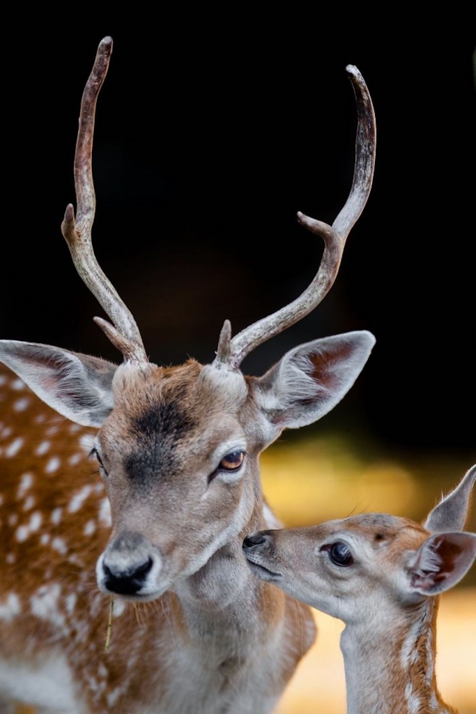 Wildlife Photographer Captures Affectionate Moments Between Animals