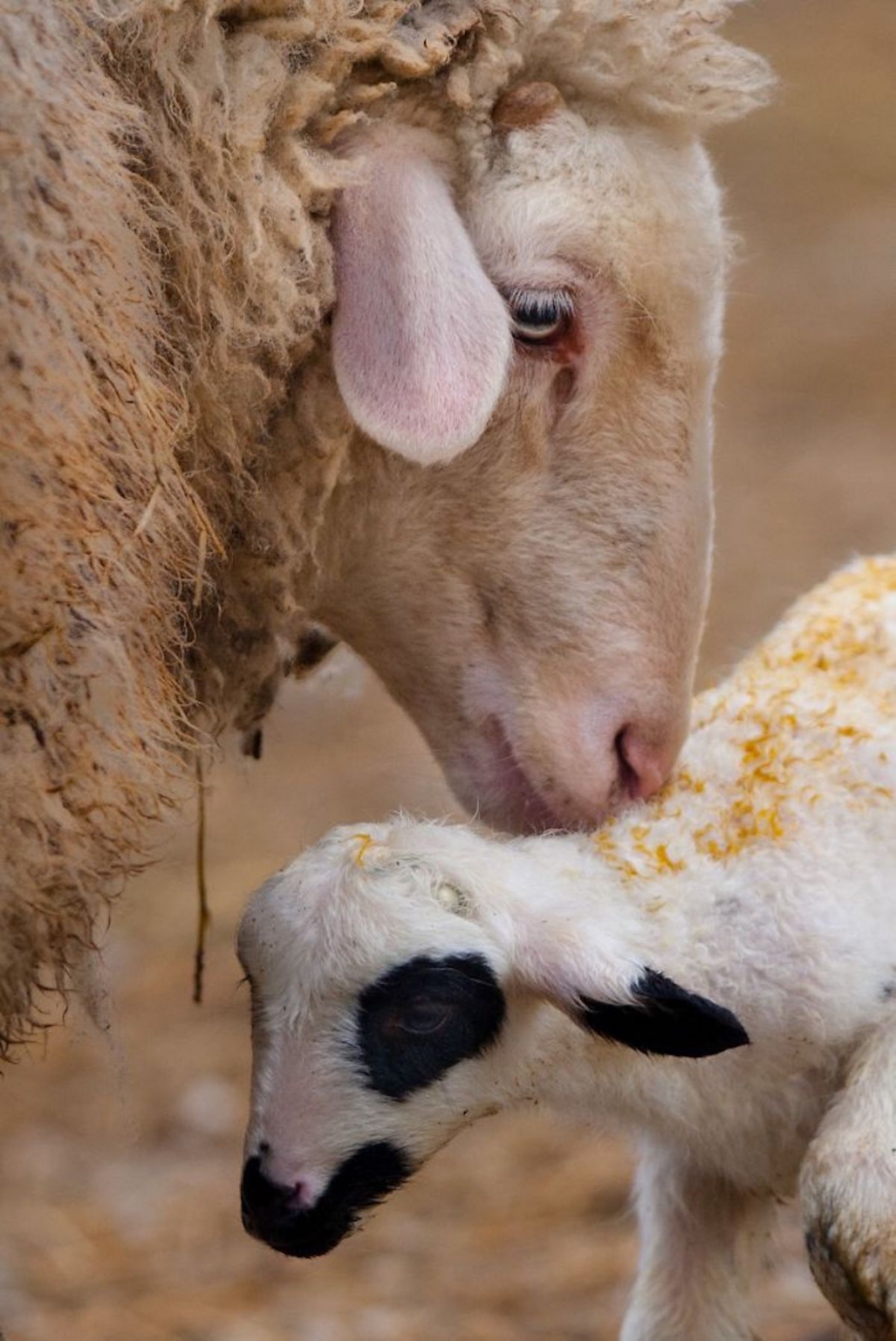 Wildlife Photographer Captures Affectionate Moments Between Animals