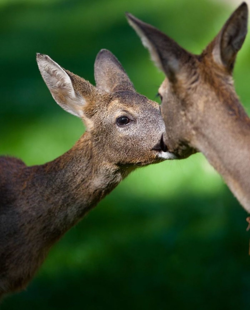 Wildlife Photographer Captures Affectionate Moments Between Animals