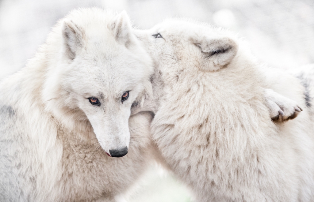 Wildlife Photographer Captures Affectionate Moments Between Animals