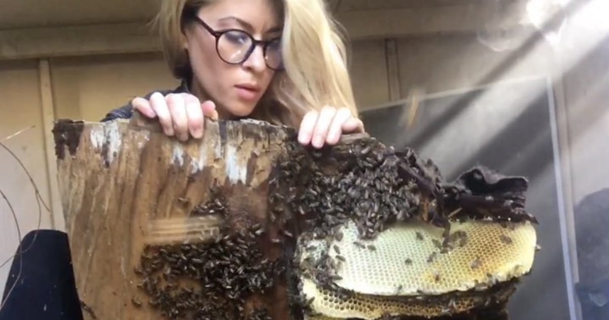 "Bee Whisperer" Rescues Live Beehive With Her Bare Hands