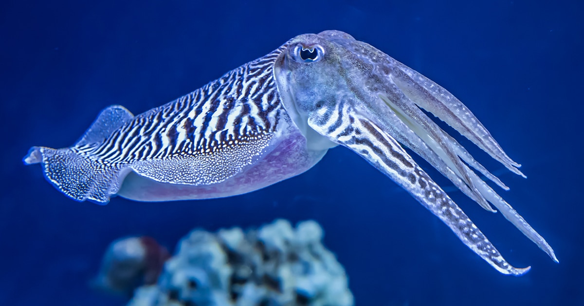 Cuttlefish Passed a Cognitive Test Designed for Human Children