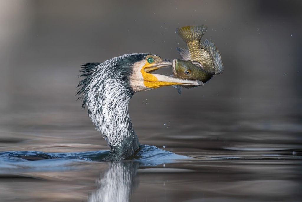 The Finalists of the Bird Photographer of the Year 2021 Are Announced