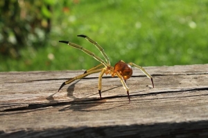 These Incredible Hand Blown Glass Spiders Look so Real