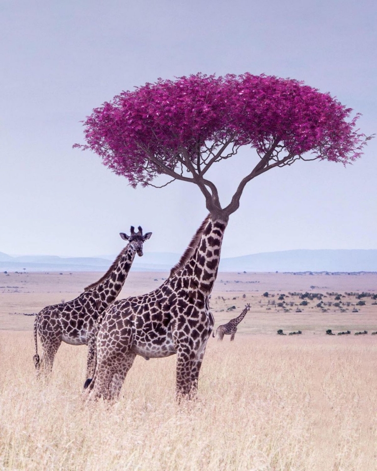 Este artista crea escenas de ensueño con ayuda de la edición fotográfica