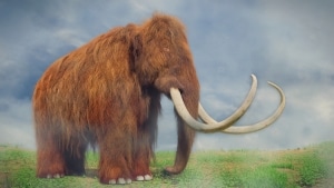 Learn the Story of Lyuba, the 42,000 Year Old Woolly Mammoth