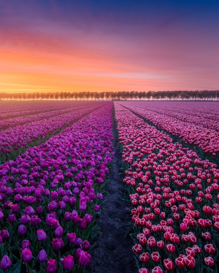 Soak in the Beauty of the Netherlands in the Springtime