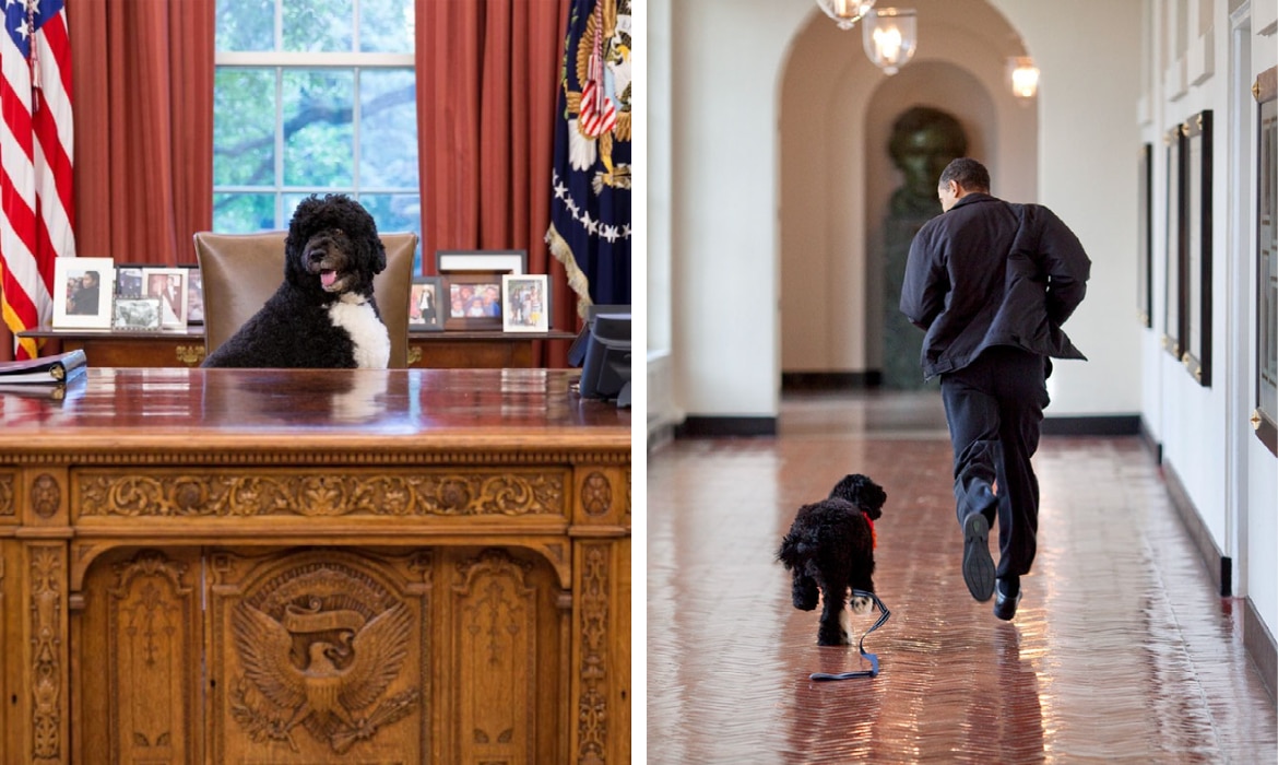 Are You a Dog Lover? Keep Up On Your Favorite Canines