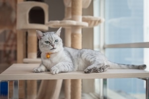 Craft Your Own Kitty Playground When You Create a DIY Cat Tower