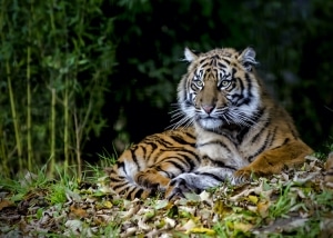 5 Critically Endangered Species and How You Can Help Protect Them