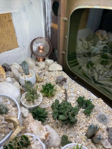 Woman Transforms Old TV Into a Unique Terrarium For Her Cacti