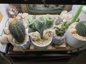 Woman Transforms Old TV Into a Unique Terrarium For Her Cacti