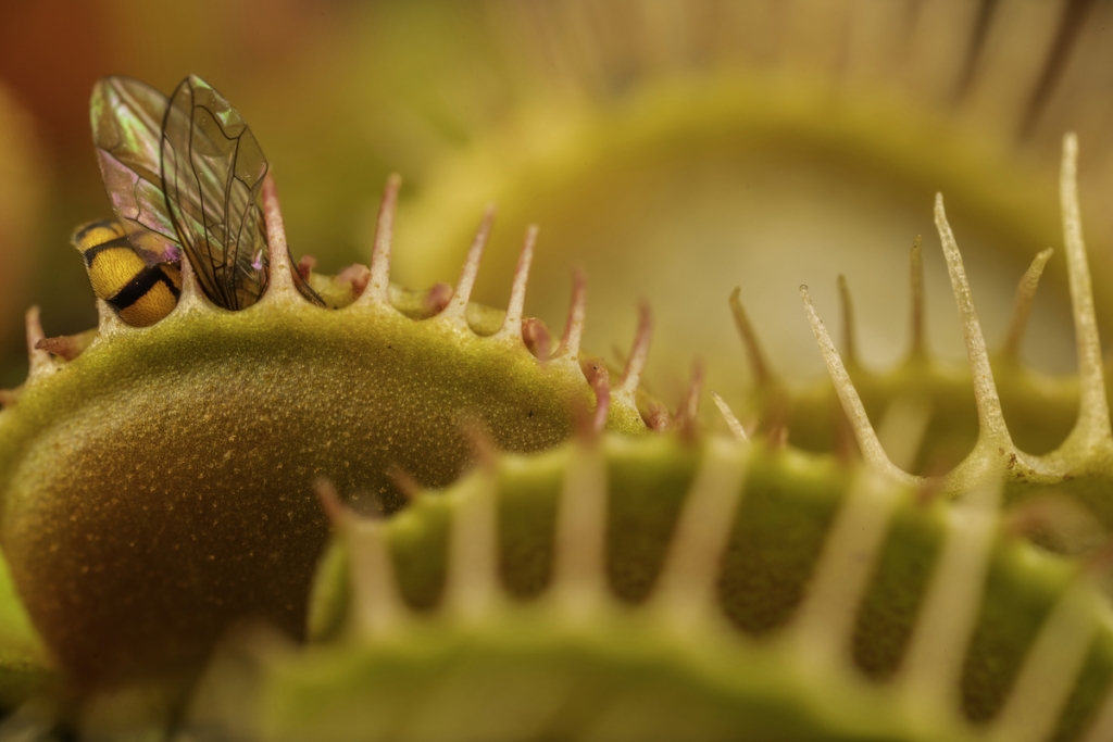 Winners of the 2021 BigPicture Natural World Photography Competition